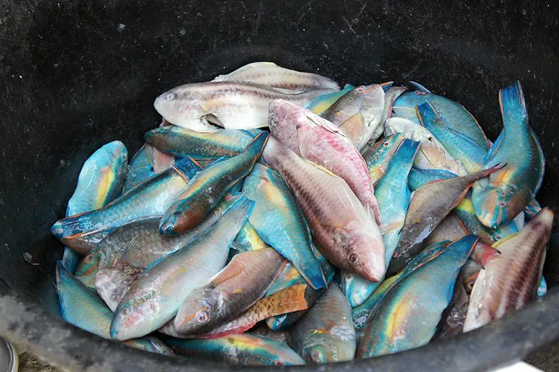 Cargamento de pez loro y langosta pinta es incautado en San Juan y ...